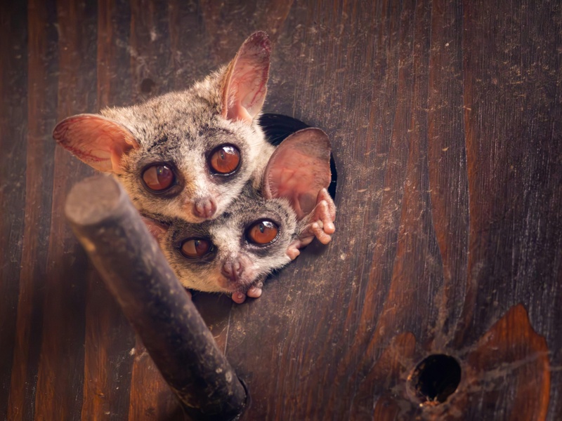The Complete List of Common Animals That Start With B - Flora Fauna Fun