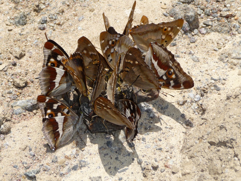 The Complete List of Common Animals That Start With B - Flora Fauna Fun