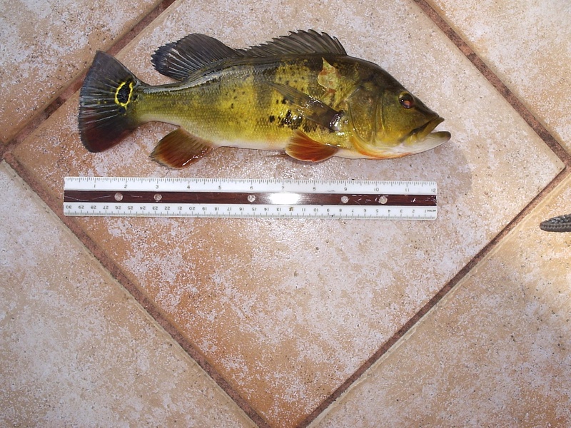 Fish of Guyana: The Complete List - Flora Fauna Fun