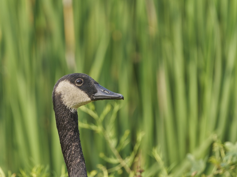 Birds of Sweden: The Complete List - Flora Fauna Fun