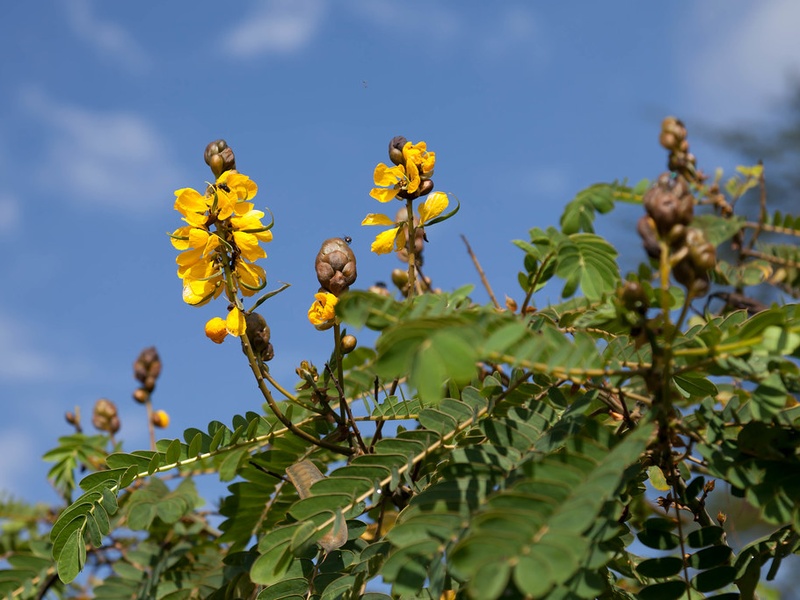 The Complete List of Senegal's Native Plants - Flora Fauna Fun