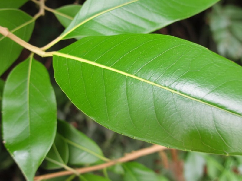 List of the Dominican Republic's Native Plants - Flora Fauna Fun