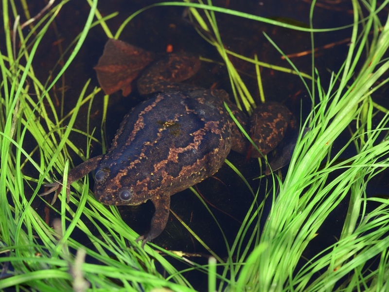 Endangered Species in South Africa - Flora Fauna Fun
