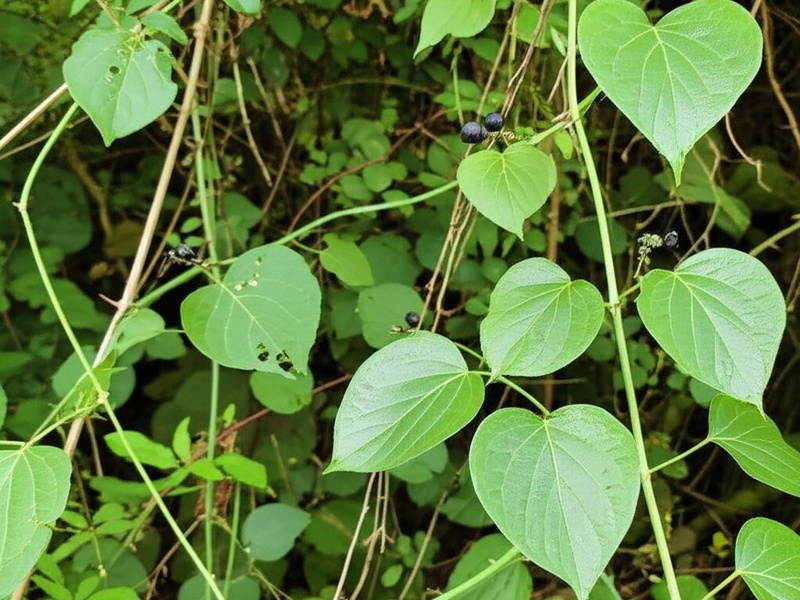 The Complete List of Florida Swamp Plants - Flora Fauna Fun