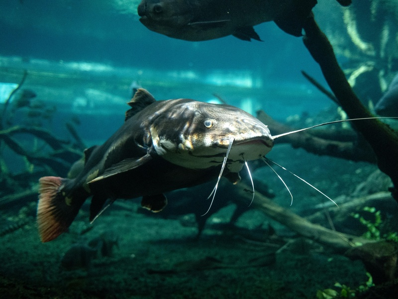 The Complete List of Common Animals That Start With C - Flora Fauna Fun