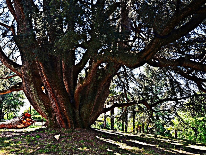 Trees of Denmark: The Complete List - Flora Fauna Fun