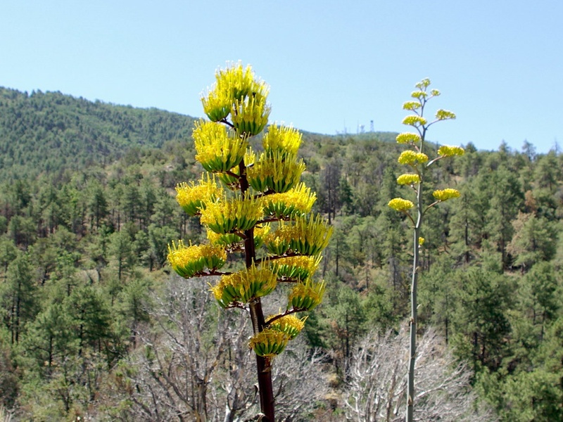 The Complete List of Flowers That Start With C - Flora Fauna Fun