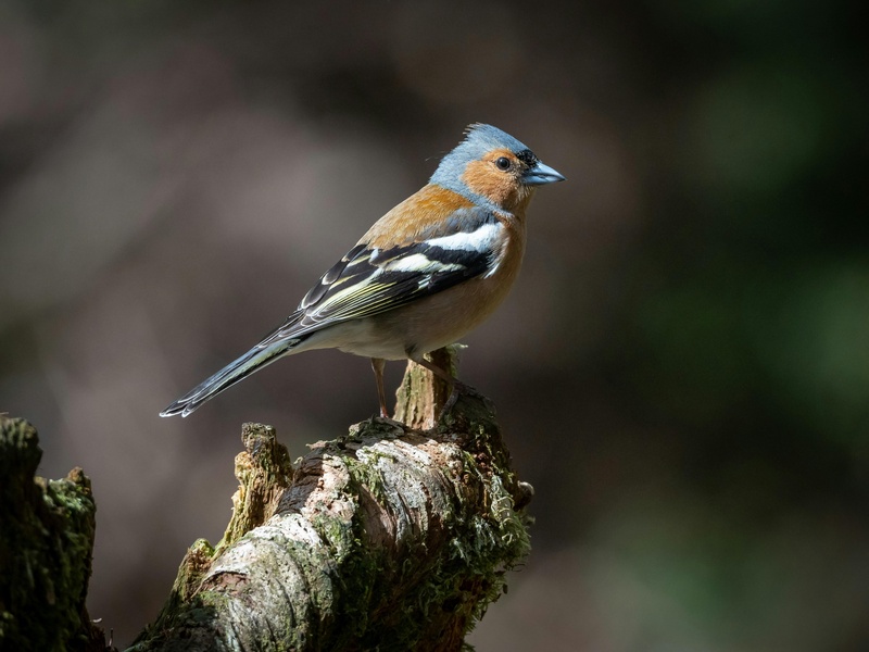 Birds of Northern Ireland: The Complete List - Flora Fauna Fun