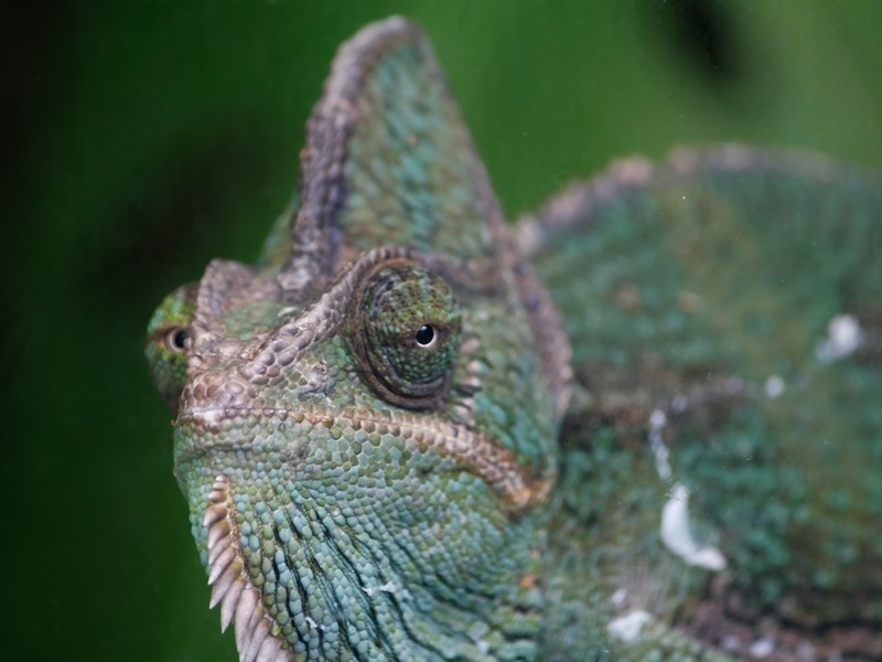 The Complete List of Common Animals That Start With C - Flora Fauna Fun