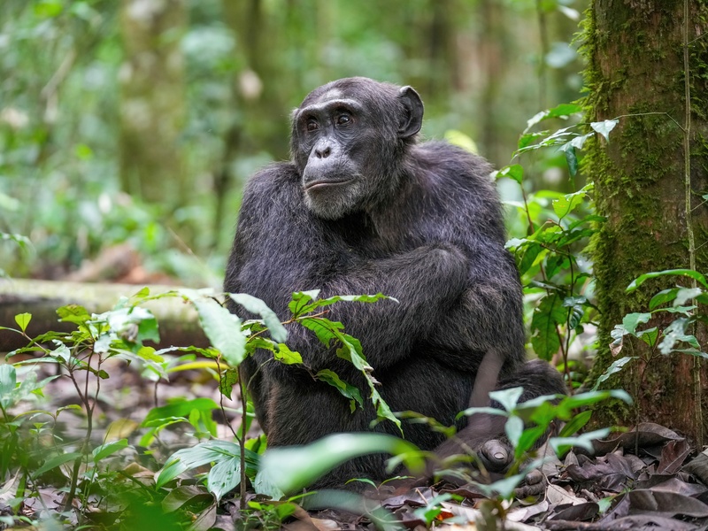 Forest Omnivores: The Complete List - Flora Fauna Fun
