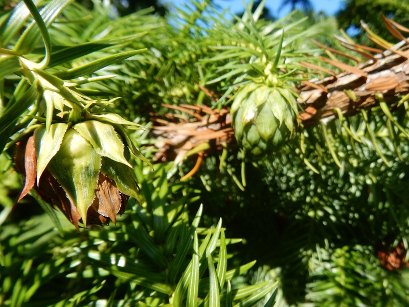 China's Native Plants - Flora Fauna Fun