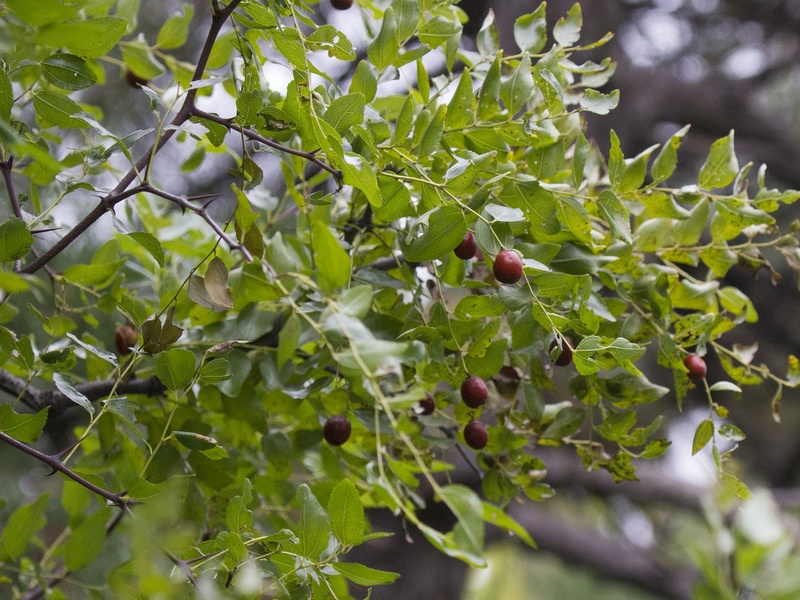 China's Native Plants - Flora Fauna Fun