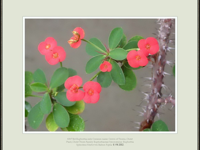 Plants of Israel: The Complete List - Flora Fauna Fun