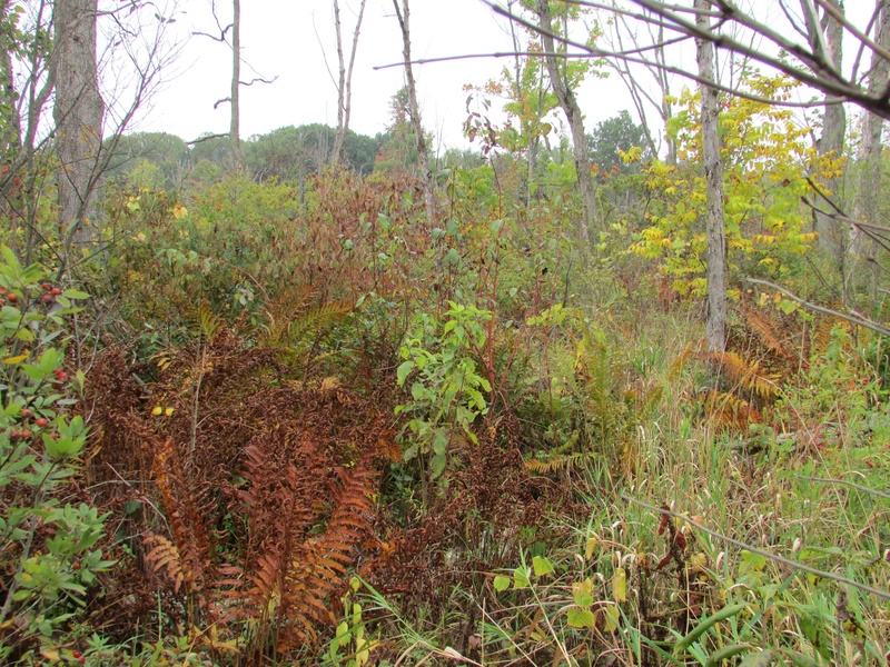 The Complete List of Florida Swamp Plants - Flora Fauna Fun