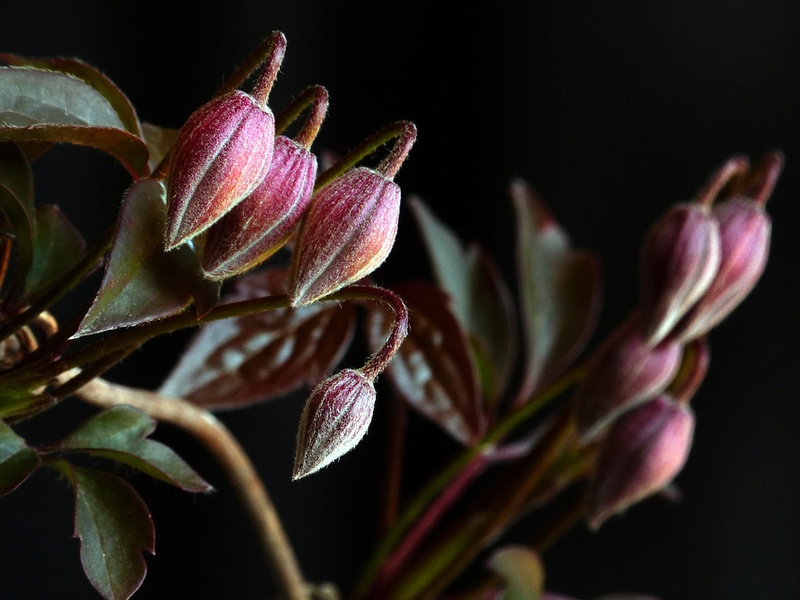 The Complete List of Flowers That Start With C - Flora Fauna Fun