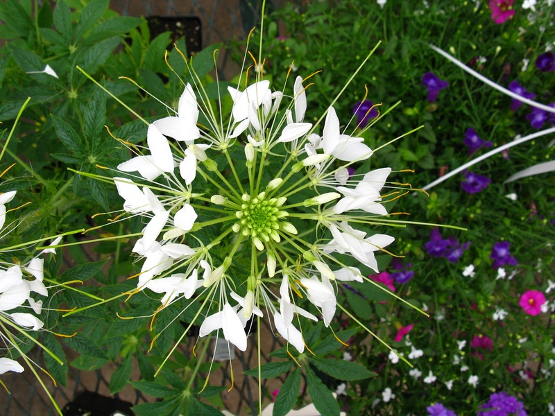 The Complete List of Flowers That Start With C - Flora Fauna Fun