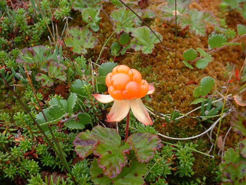 Forest Fruits: The Complete List - Flora Fauna Fun