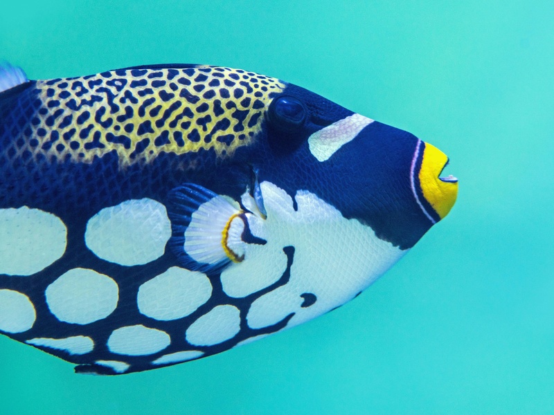 The Complete List of Fish of Somalia - Flora Fauna Fun