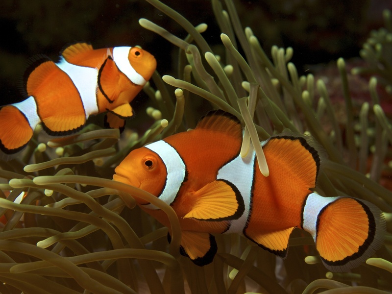 List of Cute Fish - Flora Fauna Fun