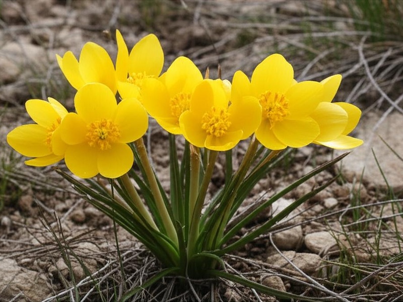 Plants of Israel: The Complete List - Flora Fauna Fun