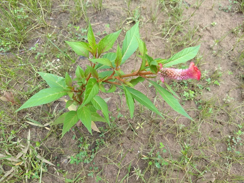 The Complete List of Flowers That Start With C - Flora Fauna Fun