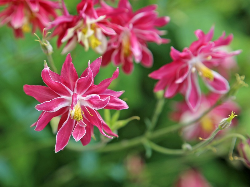The Complete List of Flowers That Start With C - Flora Fauna Fun
