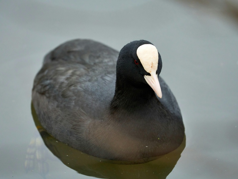 The Complete List of Birds of Bangladesh - Flora Fauna Fun