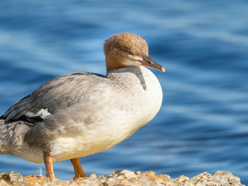 Birds of Romania: The Complete List - Flora Fauna Fun