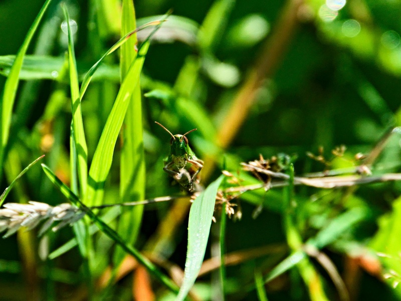 List of Green Insects - Flora Fauna Fun