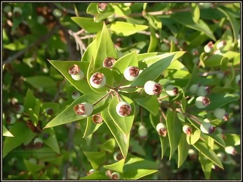 Plants of Israel: The Complete List - Flora Fauna Fun