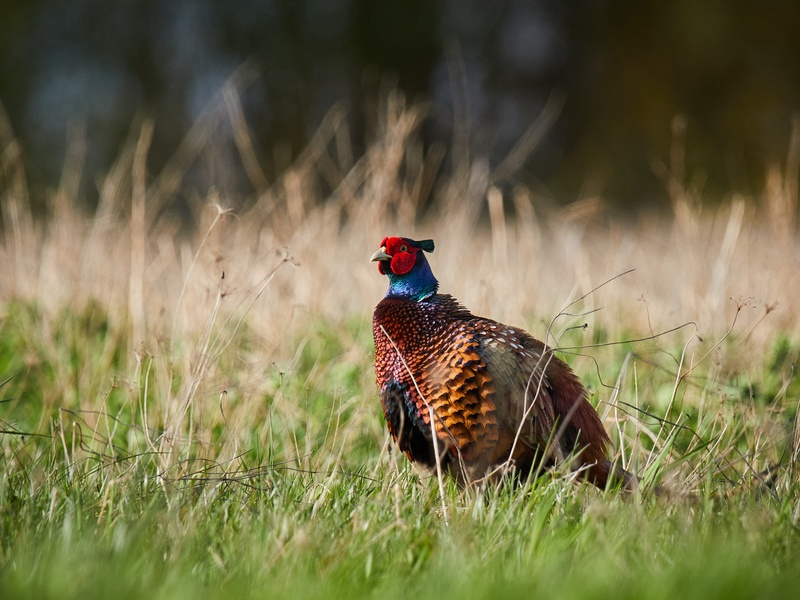 Birds of Romania: The Complete List - Flora Fauna Fun