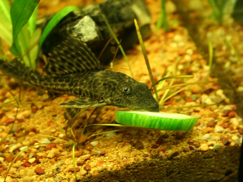 Fish of Guyana: The Complete List - Flora Fauna Fun