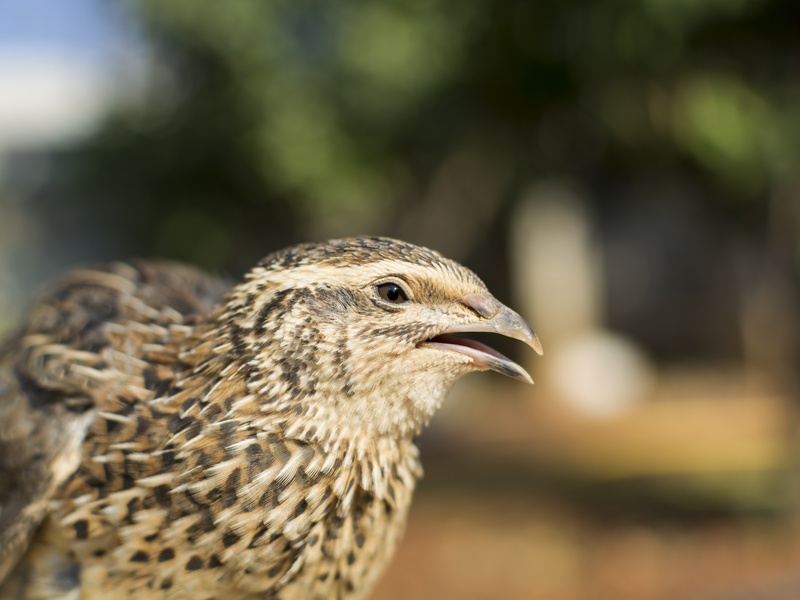 Birds of Romania: The Complete List - Flora Fauna Fun