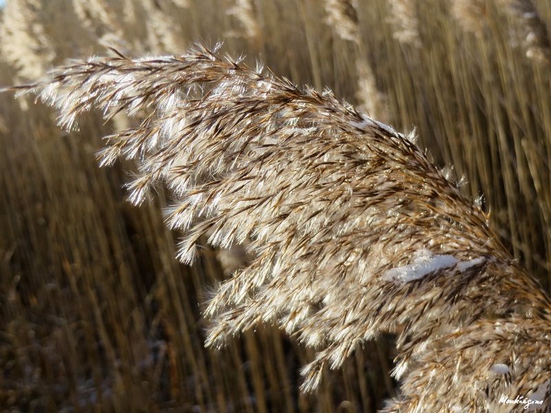 Invasive Species in Indianapolis: The Complete List - Flora Fauna Fun