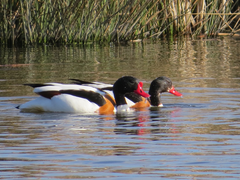 Birds of Romania: The Complete List - Flora Fauna Fun