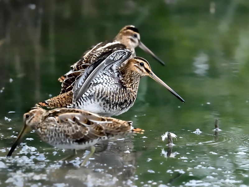 List of Wetland Animals - Flora Fauna Fun