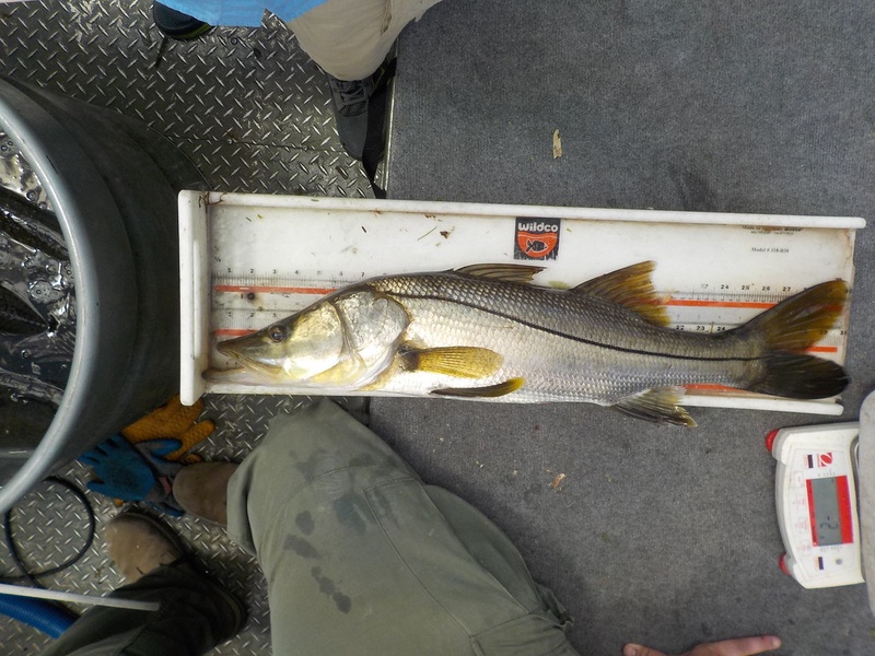 Fish of Guyana: The Complete List - Flora Fauna Fun