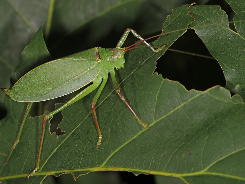 List of Green Insects - Flora Fauna Fun