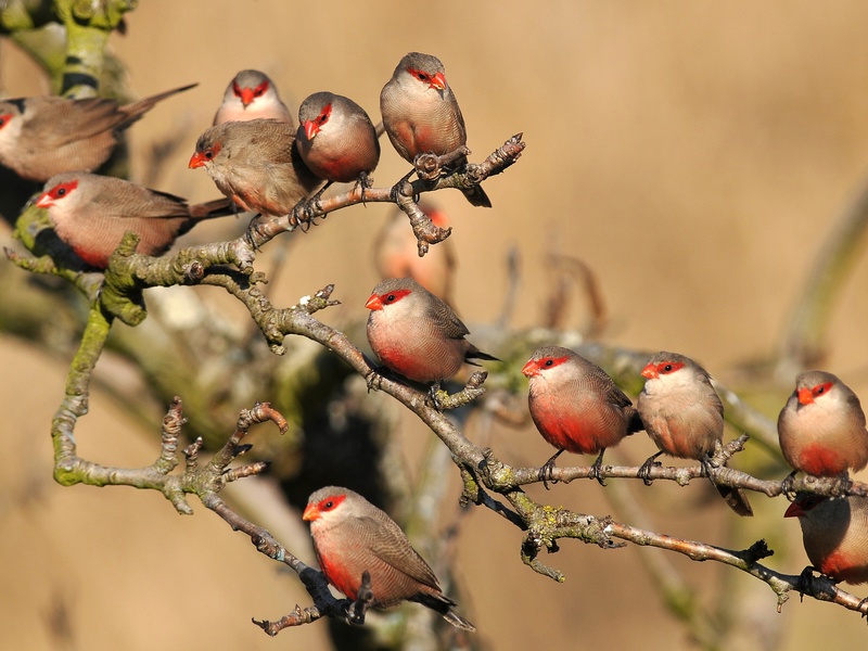 Birds of Mauritius: The Complete List - Flora Fauna Fun