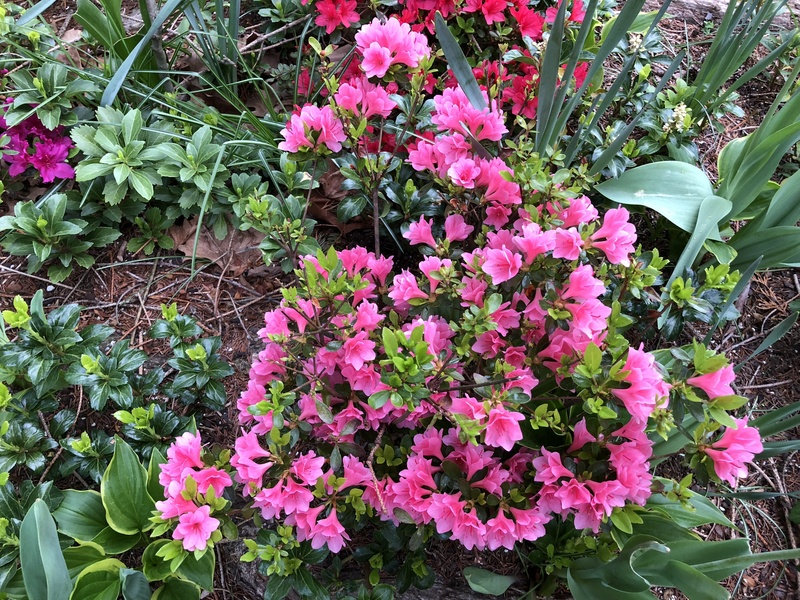 The Complete List of Flowers That Start With C - Flora Fauna Fun