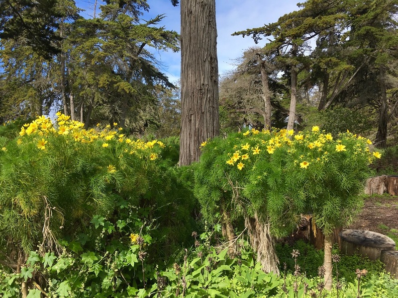 The Complete List of Flowers That Start With C - Flora Fauna Fun