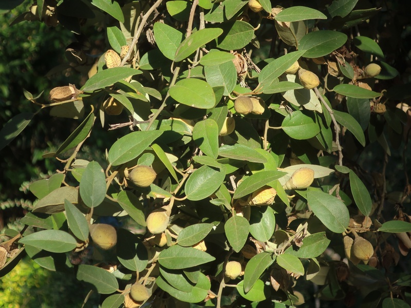 List of the Dominican Republic's Native Plants - Flora Fauna Fun