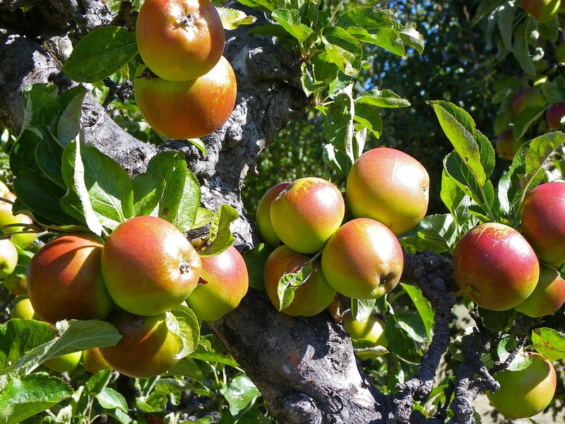 Forest Fruits: The Complete List - Flora Fauna Fun