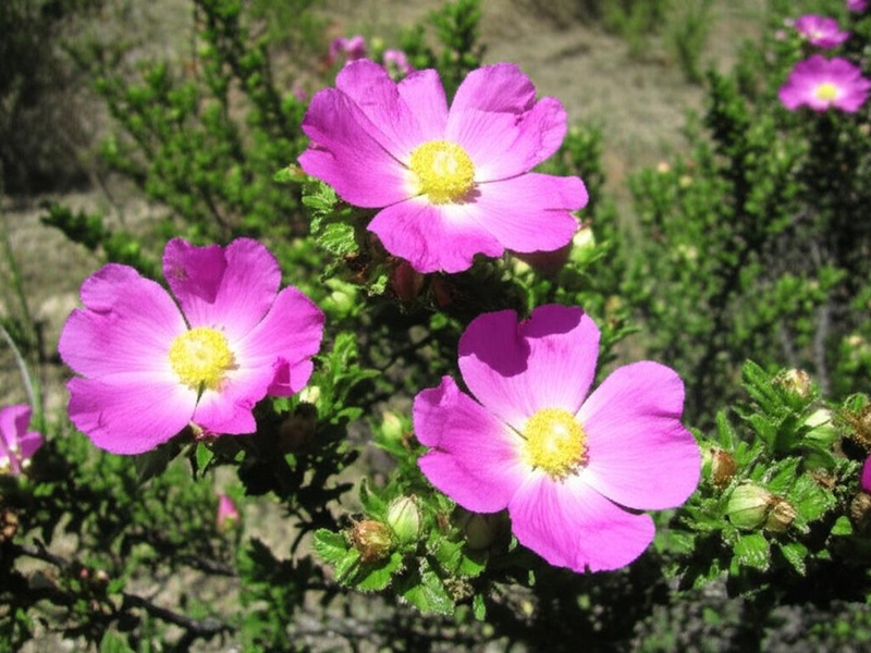 Plants of Israel: The Complete List - Flora Fauna Fun