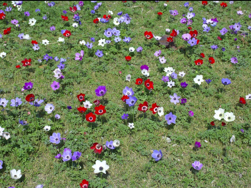 Plants of Israel: The Complete List - Flora Fauna Fun