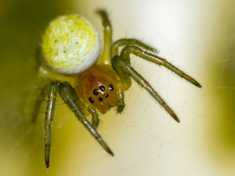 The Complete List of Green Spiders - Flora Fauna Fun