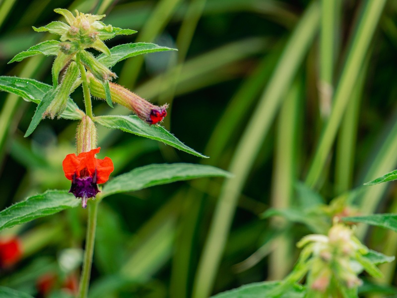 The Complete List of Flowers That Start With C - Flora Fauna Fun