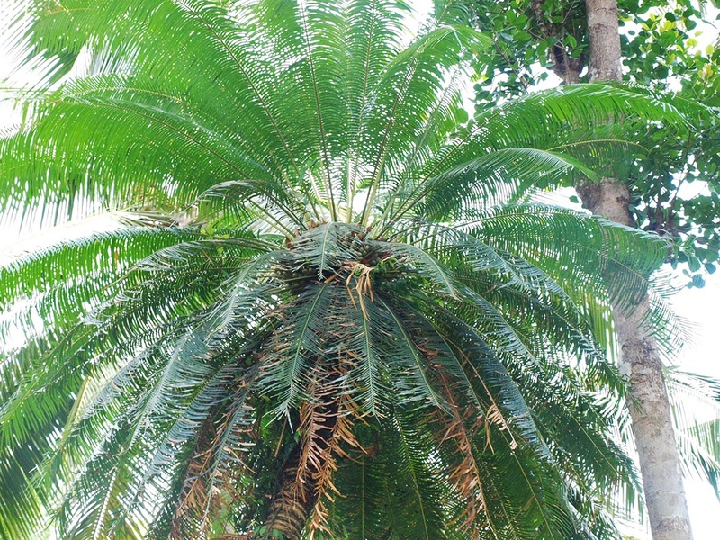 Plants of Panama - Flora Fauna Fun