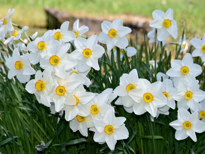 The Complete List of Flowers That Start With D - Flora Fauna Fun