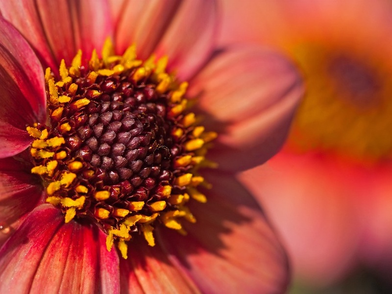 The Complete List of Flowers That Start With D - Flora Fauna Fun